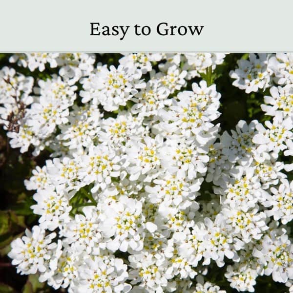 flower-candyturf (1) – Garden Lawncare Guy