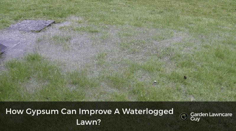 How Gypsum Can Improve A Waterlogged Lawn?